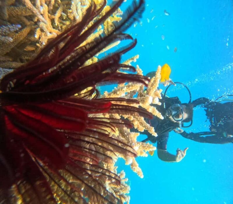 Havelock Island: Tribe Gate Boat Dive with Instructor - Final Thoughts: Is It Worth It?