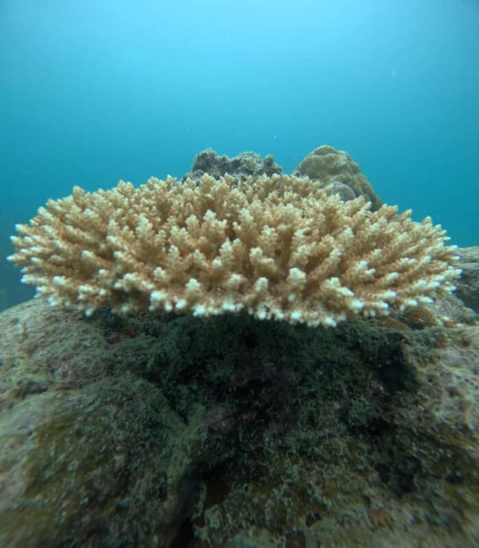 Havelock Island: Tribe Gate Guided Snorkeling Tour - The Practical Details