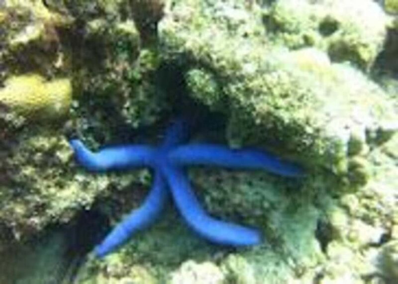 Havelock Island: Tribe Gate Guided Snorkeling Tour - Final Thoughts: Who Should Consider This Snorkeling Tour?