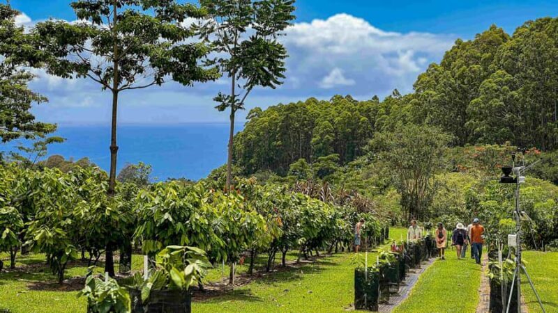 Hawaii: 10 Bar Chocolate Tasting & History of Chocolate - Real Visitor Feedback