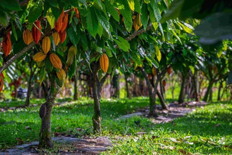 Hawaii: 10 Bar Chocolate Tasting & History of Chocolate - Who Should Consider This Tour?