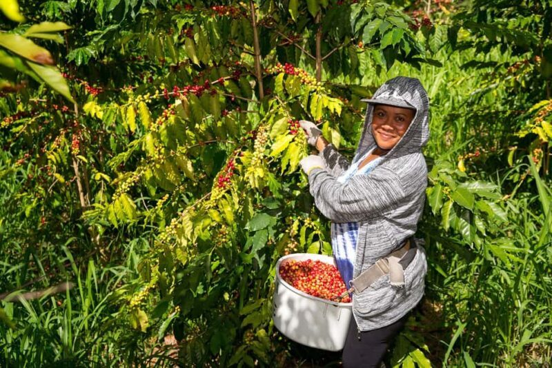 Hawaii: Hala Tree Coffee Farm Tour and Tasting - Exploring the Hala Tree Coffee Farm in Hawaii