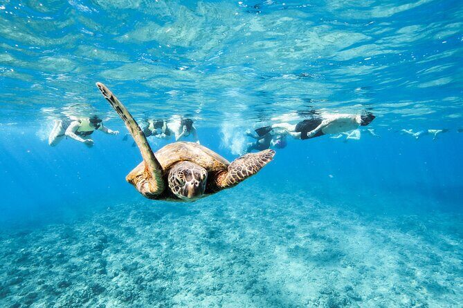 Hawaii Snorkeling with Turtles Boat Tour in Waikiki - An In-Depth Look at the Experience