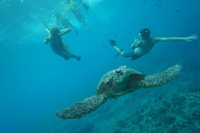 Hawaii Snorkeling with Turtles Boat Tour in Waikiki - Frequently Asked Questions