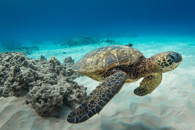 Hawaii Snorkeling with Turtles Boat Tour in Waikiki - Final Thoughts