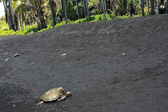 Hawaii Volcanoes National Park Experience from the Big Island - Manuka State Wayside Park: Nature and Native Wildlife