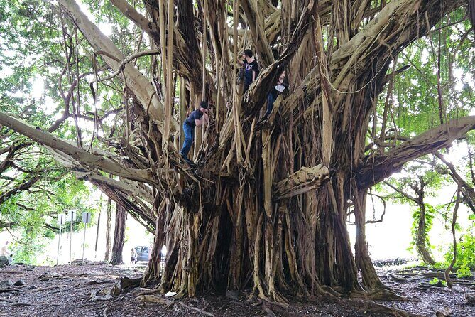 Hawaii Volcanoes, Waterfalls, Beaches & Hilo Highlights Day Tour - FAQ