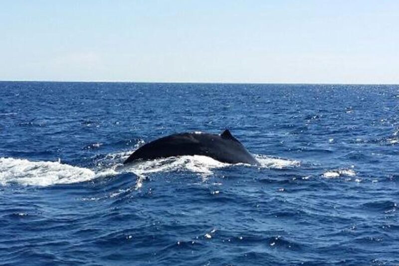 Hawaii: Waikoloa Whale Watch - What to Expect from the Waikoloa Whale Watch