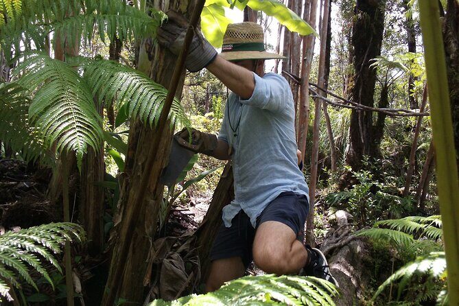 Hawaiian Rainforest Banana Cultivation Experience - Key Points