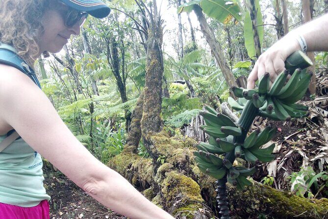 Hawaiian Rainforest Banana Cultivation Experience - Practical Details and Considerations