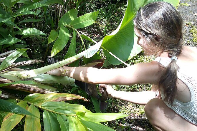 Hawaiian Rainforest Banana Cultivation Experience - Reviews: Authentic Insights from Past Travelers