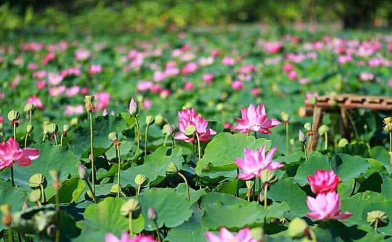 HCM: Authentic Dong Thap Mekong Delta Day Trip & Boat Ride - Navigating the Canals and Forests