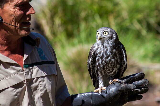 Healesville Sanctuary And Phillip Island Wildlife Bus Tour - How Does It Represent Good Value?