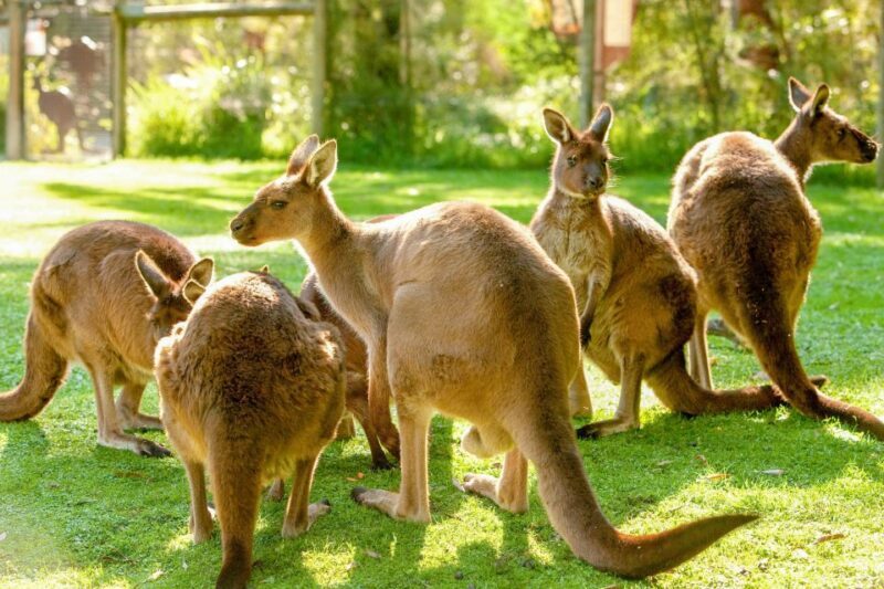 Healesville Sanctuary: General Admission Ticket - An In-Depth Look at the Experience