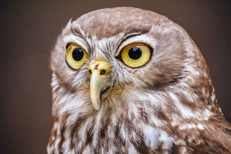 Healesville Sanctuary: General Admission Ticket - Final Thoughts: Is It Worth Visiting?