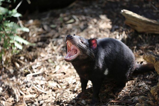 Healesville Sanctuary General Entry Ticket - FAQs