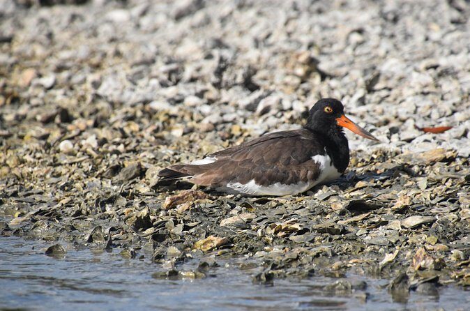 Heart of Rookery Bay Kayak Tour - The Educational Edge and Photography