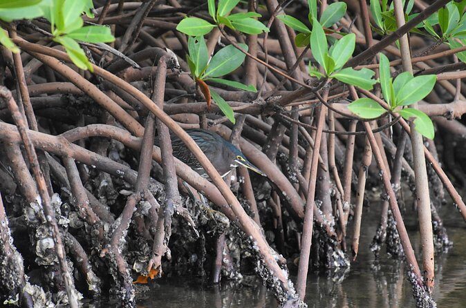 Heart of Rookery Bay Kayak Tour - Practical Details: Duration, Group Size, and Cost