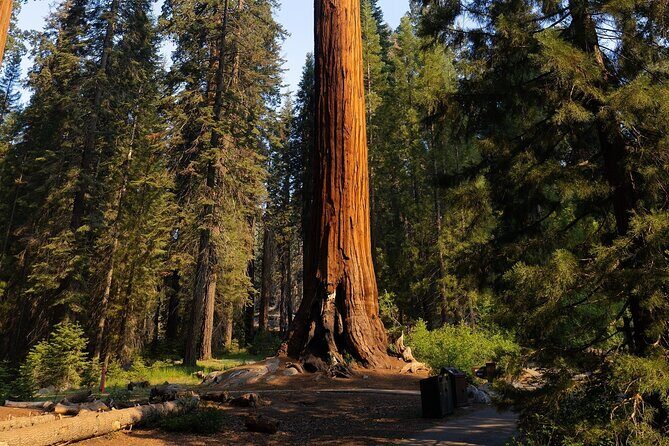 Heart of the Giant Forest Hike - The Sum Up