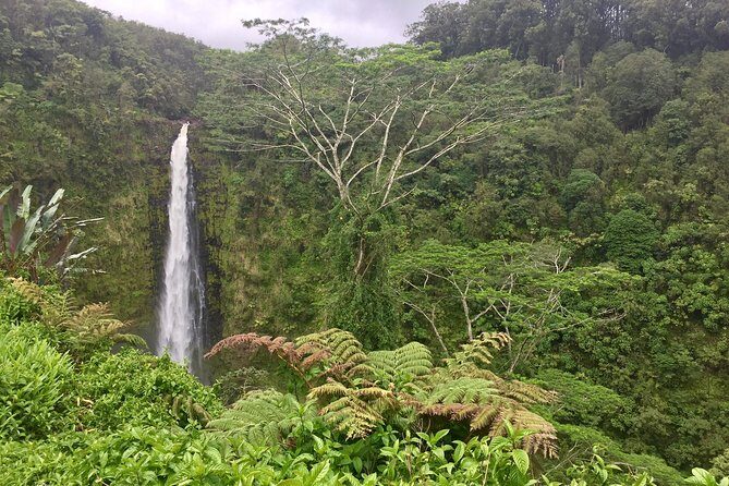 Heavenly Hamakua: From Kona - An In-Depth Look at the Tour Experience