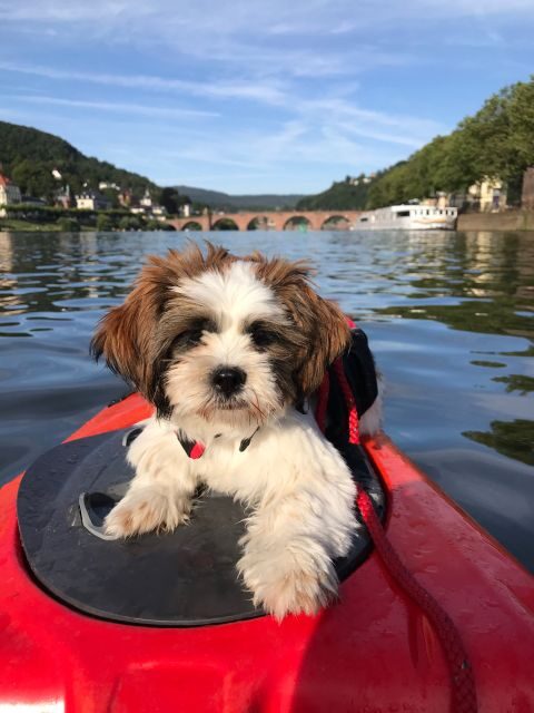 Heidelberg: 2-Hour Kayak Tour - FAQ