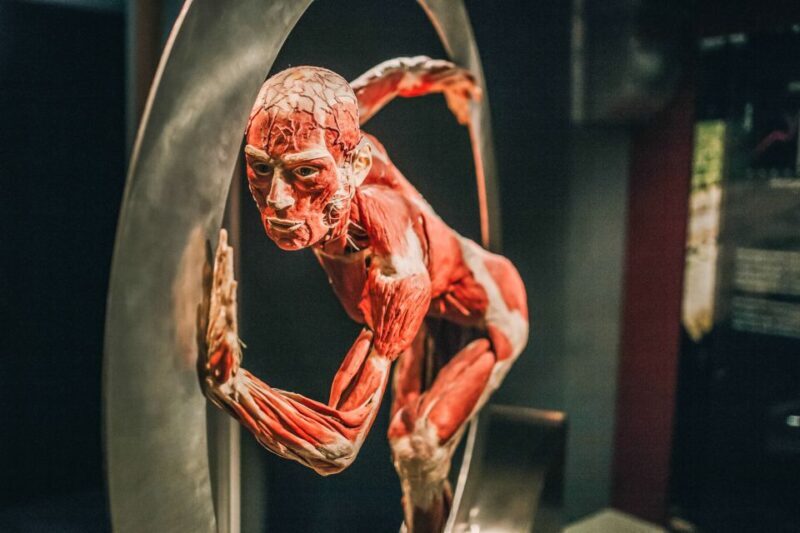 Heidelberg: BODY WORLDS Museum Entry Ticket - Authentic Feedback from Visitors