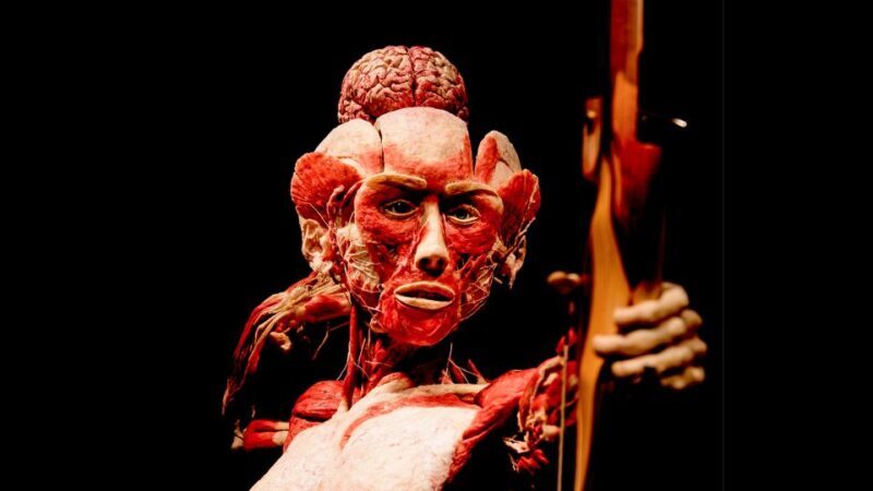 Heidelberg: BODY WORLDS Museum Entry Ticket - Who Should Visit the Heidelberg BODY WORLDS Museum?