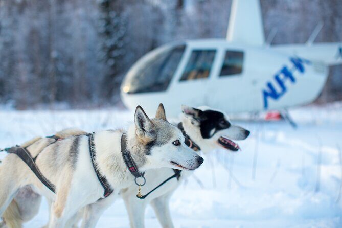 Helicopter Glacier Dogsled Tour + Lower Glacier Landing - ANCHORAGE AREA - Who Is This Tour Perfect For?