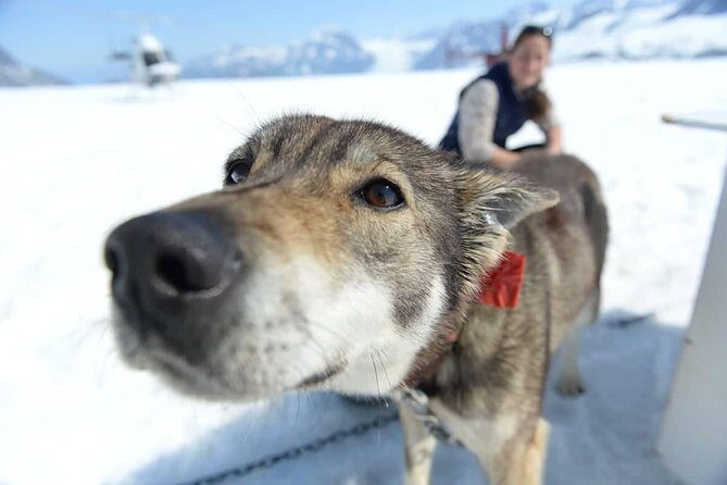 Helicopter Glacier Dogsled Tour + Lower Glacier Landing - ANCHORAGE AREA - The Sum Up