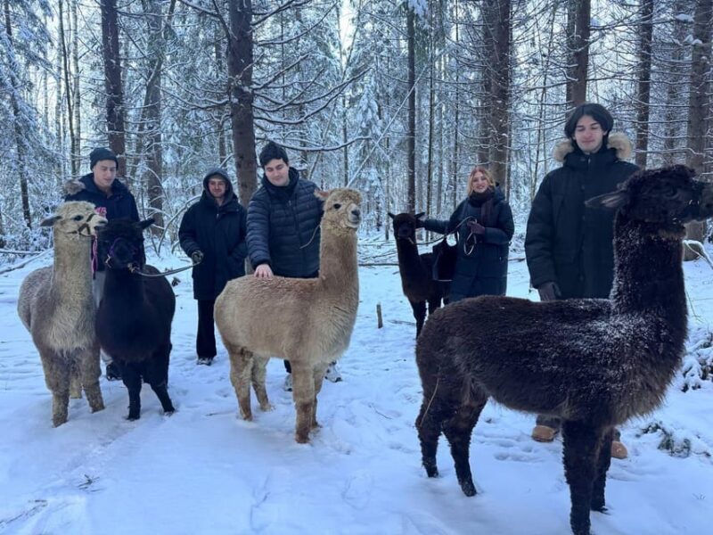 Helsinki: Alpaca Farm Tour with Guided Walk (private) - Key Points