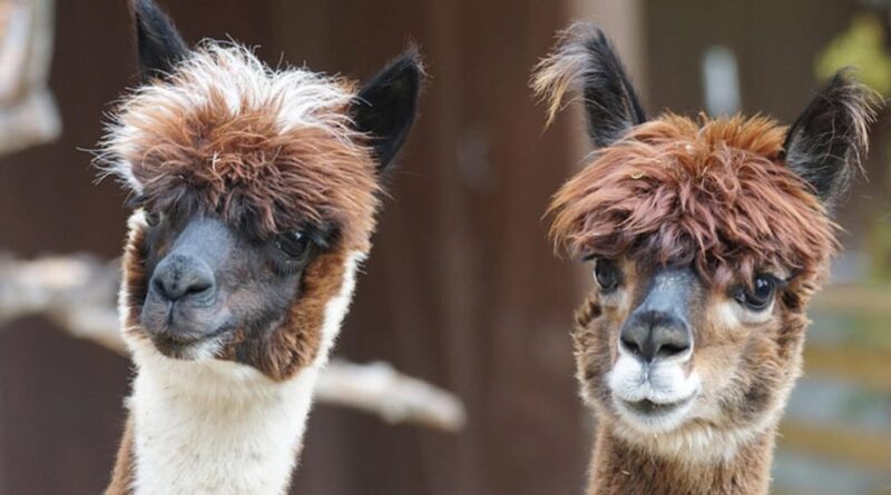 Helsinki: Alpaca Farm Tour with Guided Walk (private) - An Authentic Look at the Alpaca Farm Tour