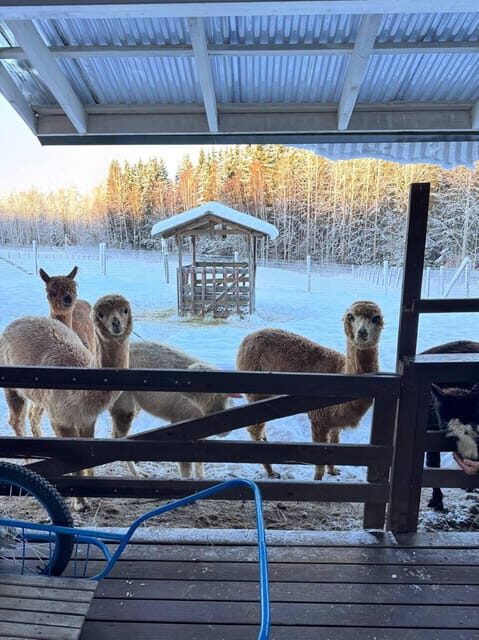 Helsinki: Alpaca Farm Tour with Guided Walk (private) - FAQs