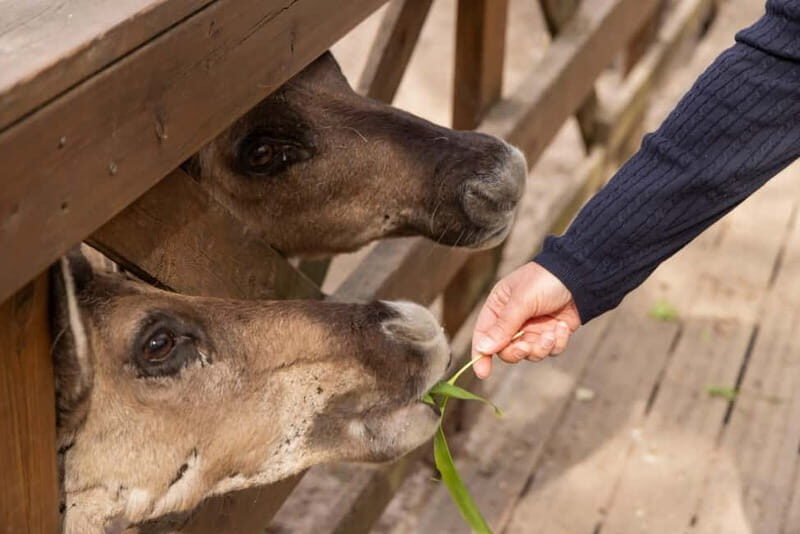 Helsinki: Buggy Ride, Reindeer Farm Visit, and Picnic - The Sum Up
