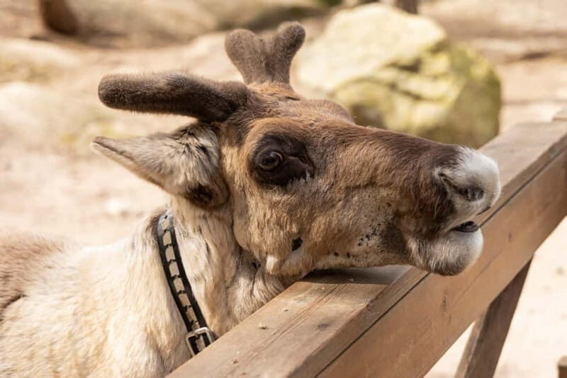 Helsinki: Buggy Ride, Reindeer Farm Visit, and Picnic - FAQ
