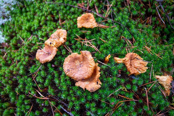 Helsinki: Nuuksio National park hiking with campfire lunch - Authentic Finnish Experience in a Nutshell