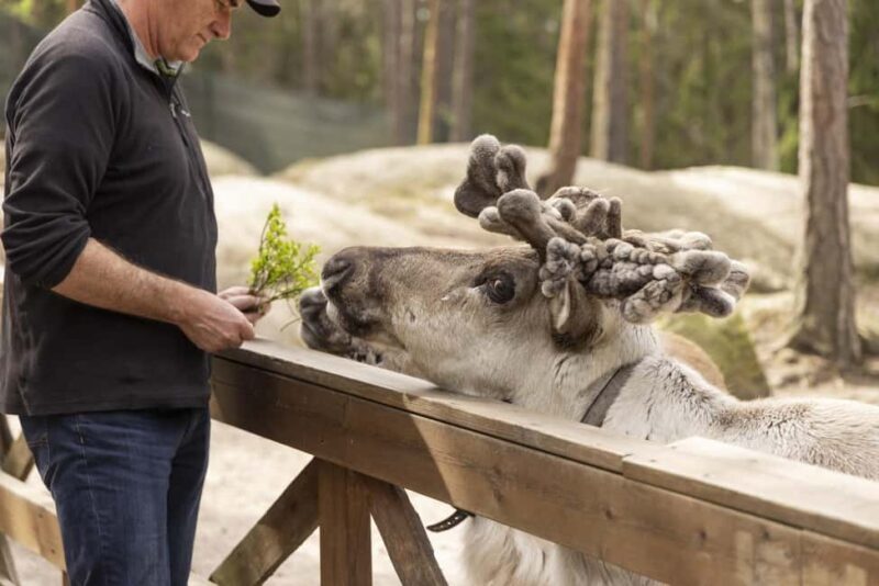 Helsinki: Reindeer Park and Horse Stable Private Tour - Practical Details and Traveler Tips