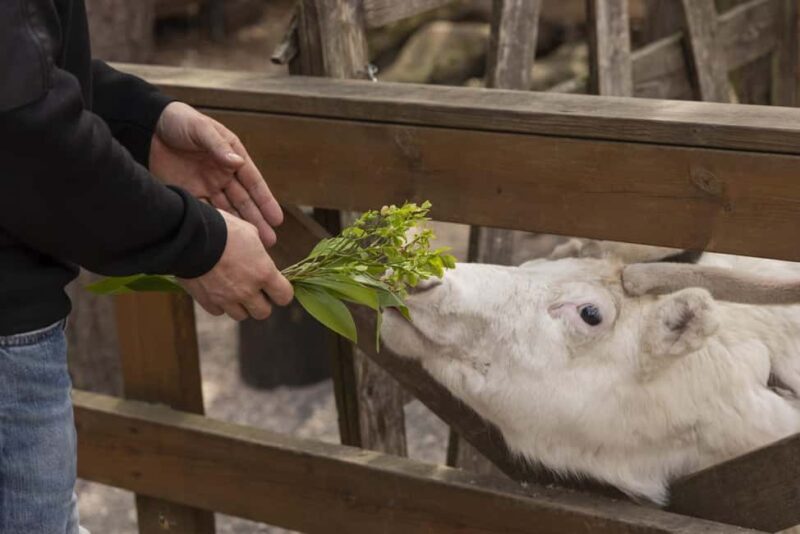 Helsinki: Reindeer Park and Horse Stable Private Tour - Who Will Love This Tour?