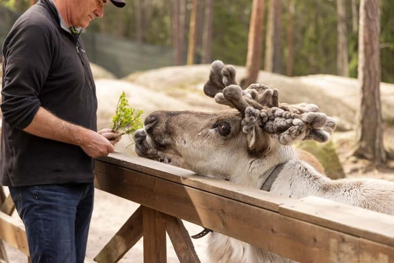 Helsinki: Reindeer Park visit and Buggy Adventure - A Closer Look at the Helsinki: Reindeer Park Visit and Buggy Adventure