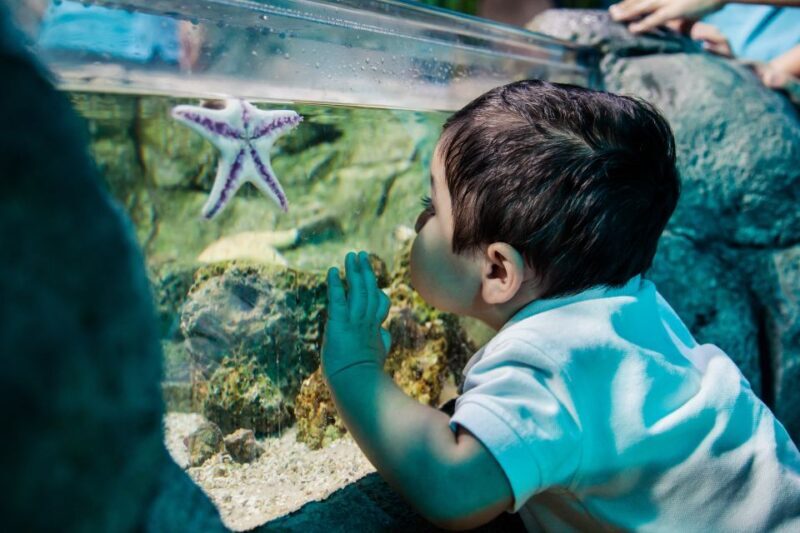 Helsinki: Sea Life Entrance Tickets - Helsinki: Sea Life Entrance Tickets – A Deep Dive into Marine Wonder