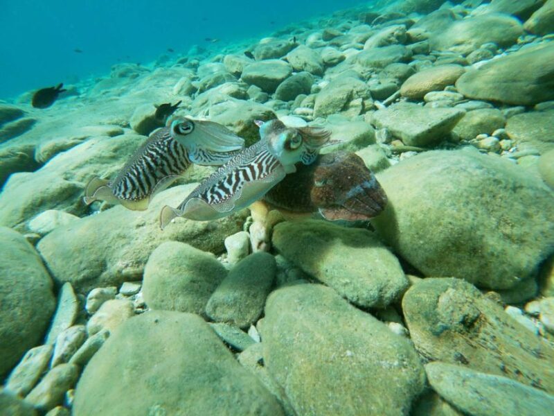 Heraklion: Beginner-Friendly Snorkeling Trip - Heraklion: Beginner-Friendly Snorkeling Trip – A Clear Choice for Newcomers to Underwater Exploration