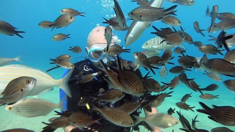 Heraklion: Beginner Scuba Diving Lesson with PADI Instructor - The Experience: What Travelers Say