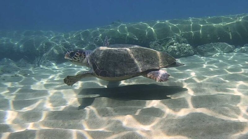 Heraklion: Beginner Scuba Diving Lesson with PADI Instructor - Practical Details: What You Need to Know