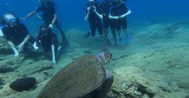 Heraklion: Beginner's intro dive w/2 Dives with transfer. - An In-Depth Look at the Crete Scuba Experience