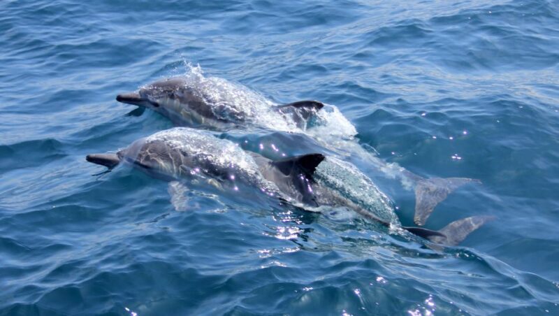 Heraklion: Dia Island Private Sailing Cruise with Full Meal - FAQ