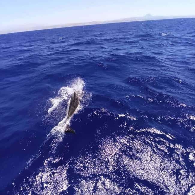 Heraklion: Dia Island Sailing Trip with Lunch - Comparing Similar Experiences
