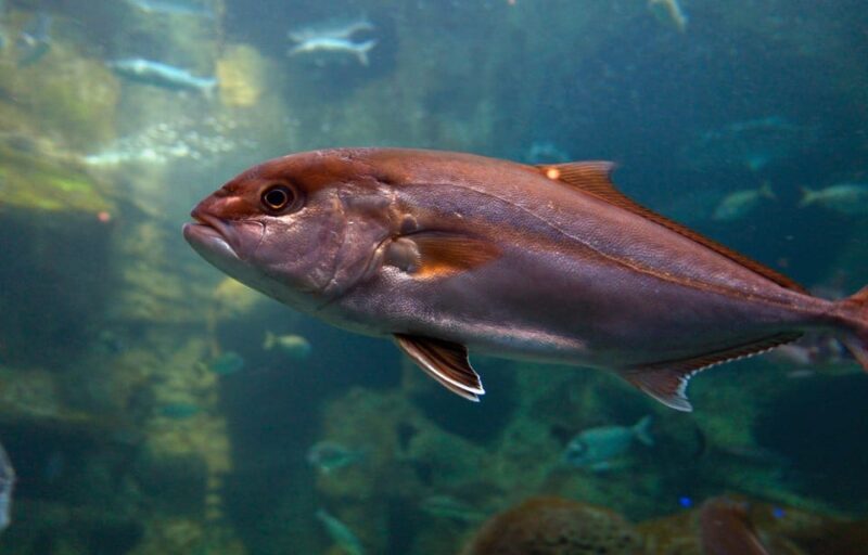 Heraklion: Family Fun Day with Dinosauria and CRETAquarium - Key Points