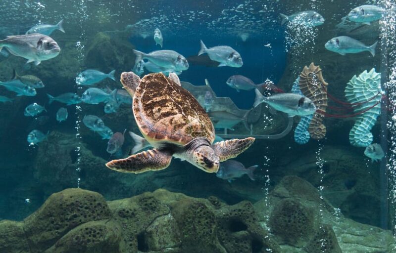 Heraklion: Family Fun Day with Dinosauria and CRETAquarium - What Does the Price Offer?