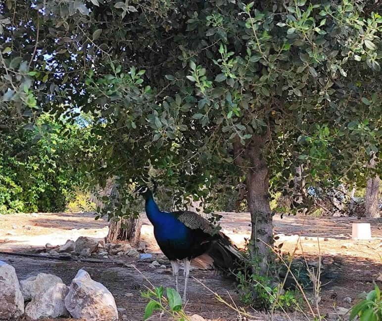 Heraklion Half-Day Tour, Cruise Friendly, Knossos+Top Sights - FAQs