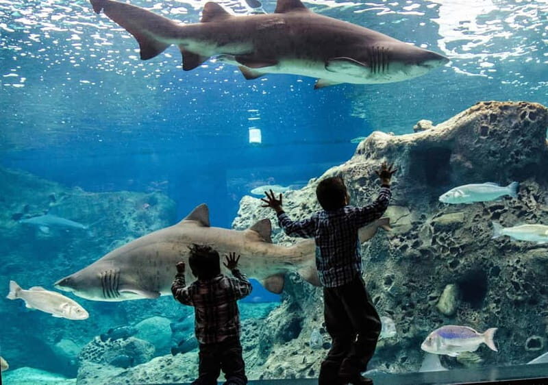 Heraklion: Heraklion Market & CretAquarium *SKIP The Line - The Heart of Heraklion: Market and City Sights