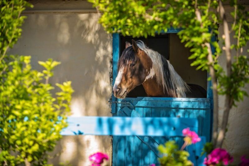 Heraklion: Horseriding Day Tour with Lunch and Transfer - The Cretan Lunch and Local Flavors